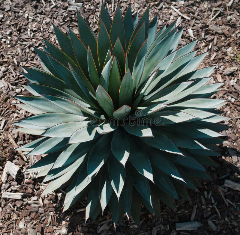 Agave Green. Cactus Backdround, Cacti Design or Cactaceae Pattern. Stock Photo - Image of teal ...