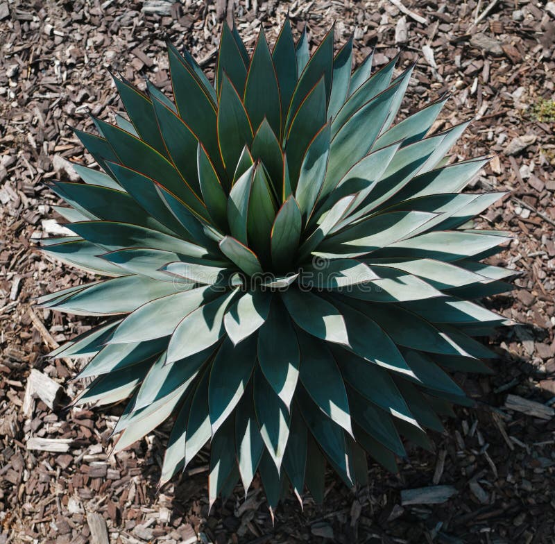 Agave Green. Cactus Backdround, Cacti Design or Cactaceae Pattern ...