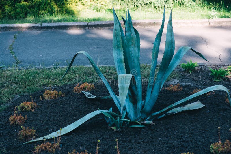 Agave Grows As a Single Bush for Decoration Stock Image - Image of grow ...