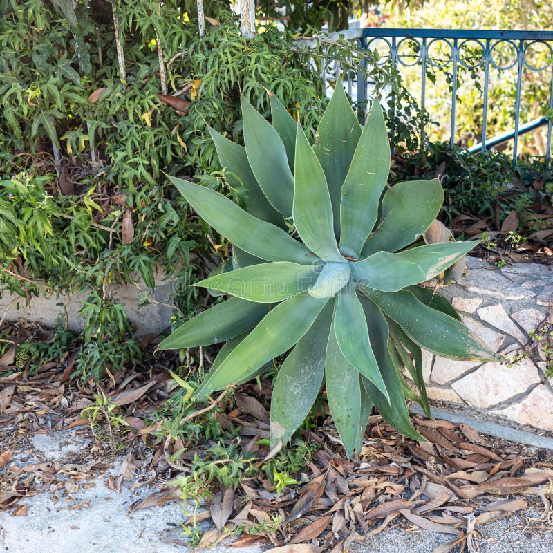 Agave Grows Near the Fence. Square Frame Stock Photo - Image of flower ...