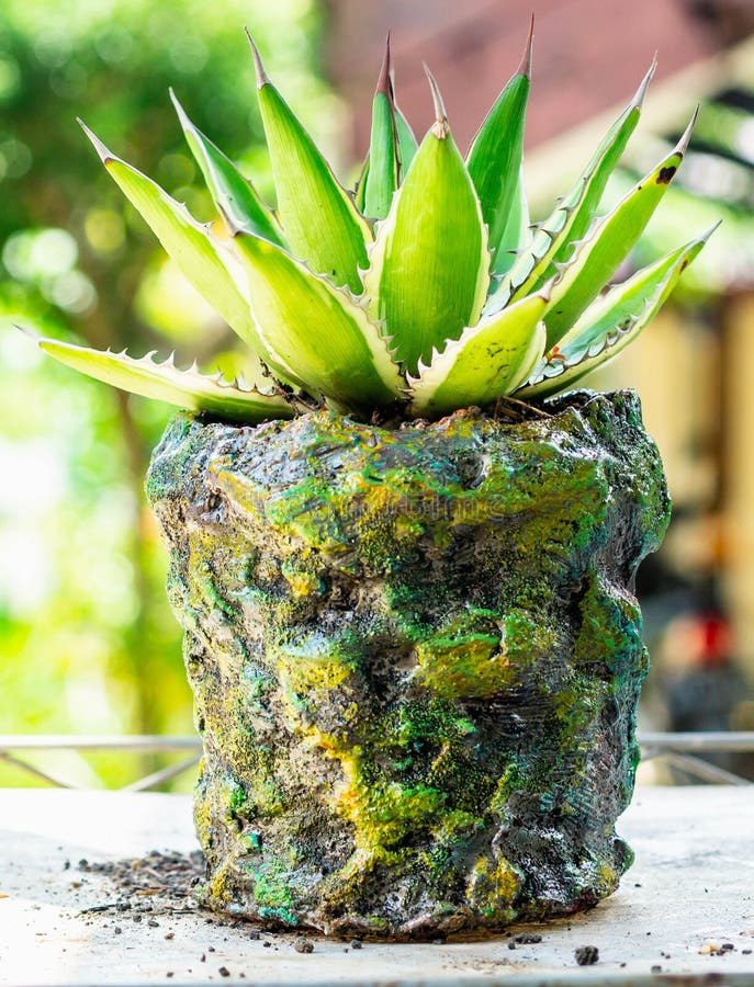 Agave on Handmade Concrete Artisan Pot Stock Image - Image of ...