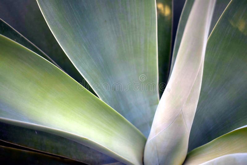 Agave Heart stock image. Image of close, agave, succulent - 94599647