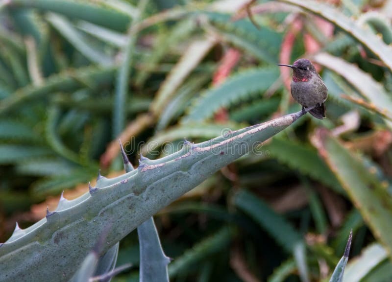 Agave Hummingbird Picture. Image: 10282822
