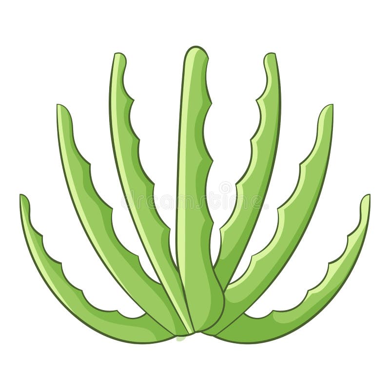 Cartoon agave stock vector. Illustration of cactus, isolated - 88599796