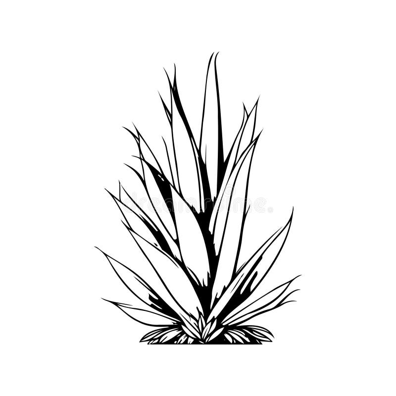 Agave Icon Hand Draw Black Plant Logo Symbol Perfect Stock Vector ...