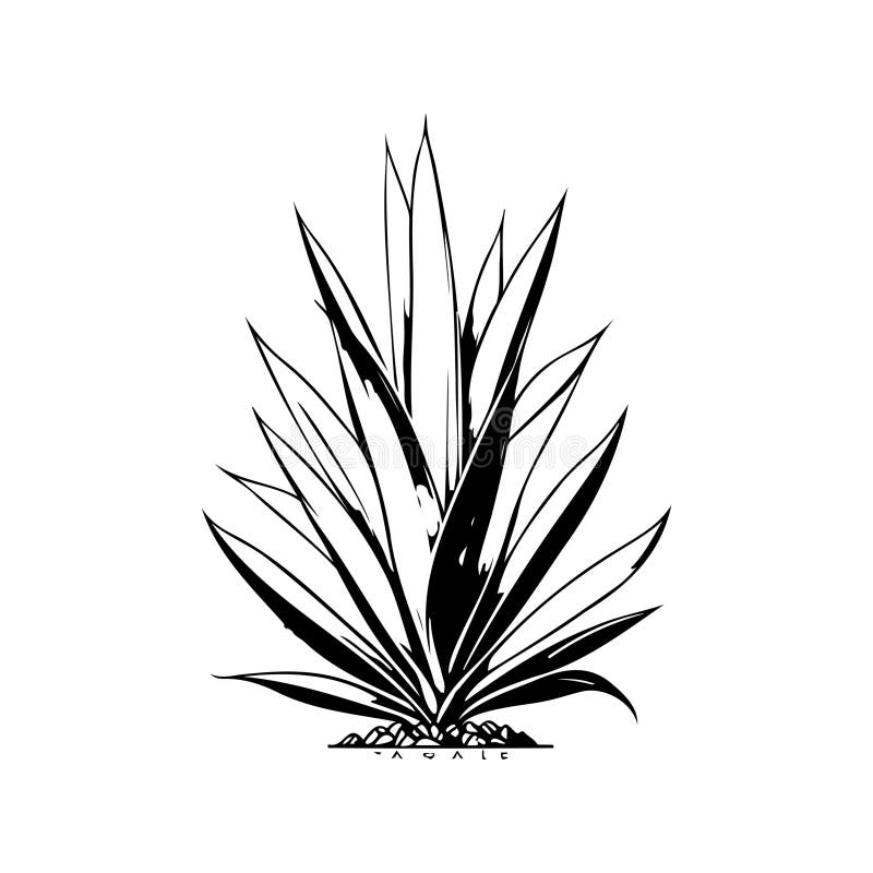 Agave Icon Hand Draw Black Plant Logo Symbol Perfect Stock Vector ...