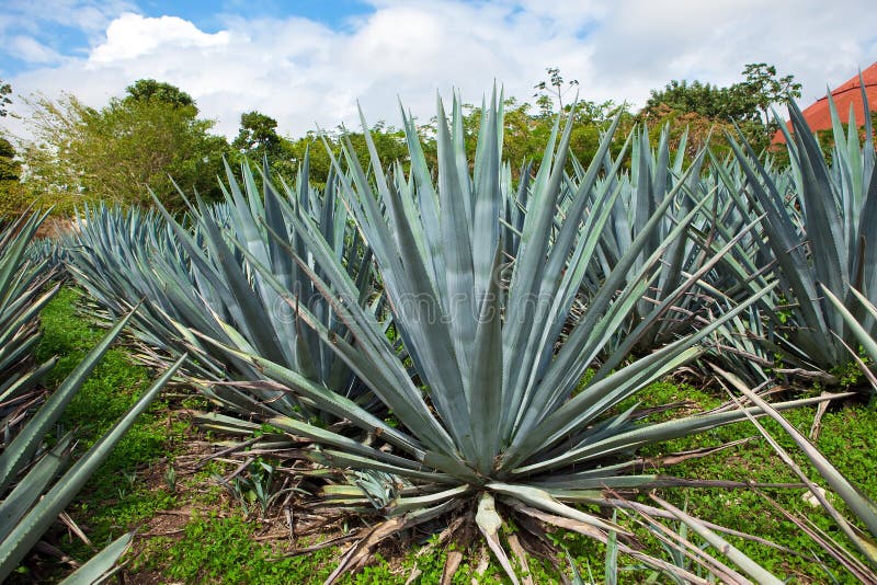 Agave. Le Mexique. photo stock. Image du vert, ensoleillé - 20741094