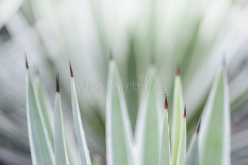 Agave plant close up stock photo. Image of botanical - 98579306