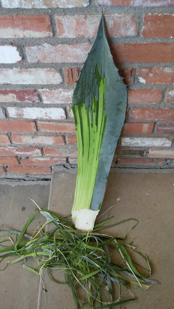 Agave Leaf Cooking with Agave Leaf Stock Image - Image of garden, beak ...