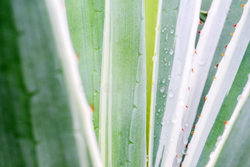 Agave Leaf Pattern Background Stock Image - Image of exotic, natural ...