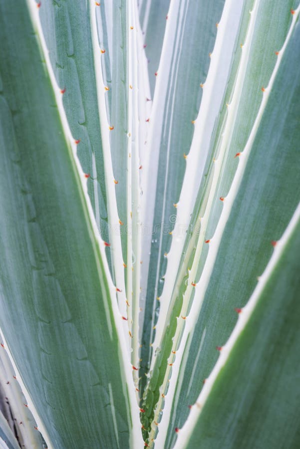 Agave Leaf Pattern Background Stock Photo - Image of pattern, macro ...