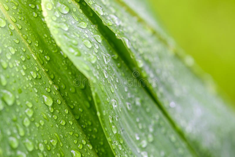 Agave Leaf Pattern Background Stock Image - Image of plant, pure: 151254519
