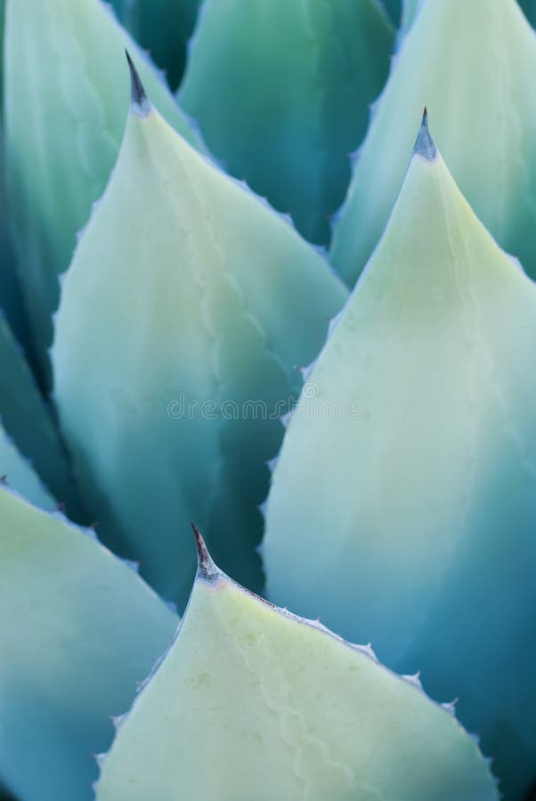 Agave leaves stock photo. Image of detail, pattern, plant - 5851760