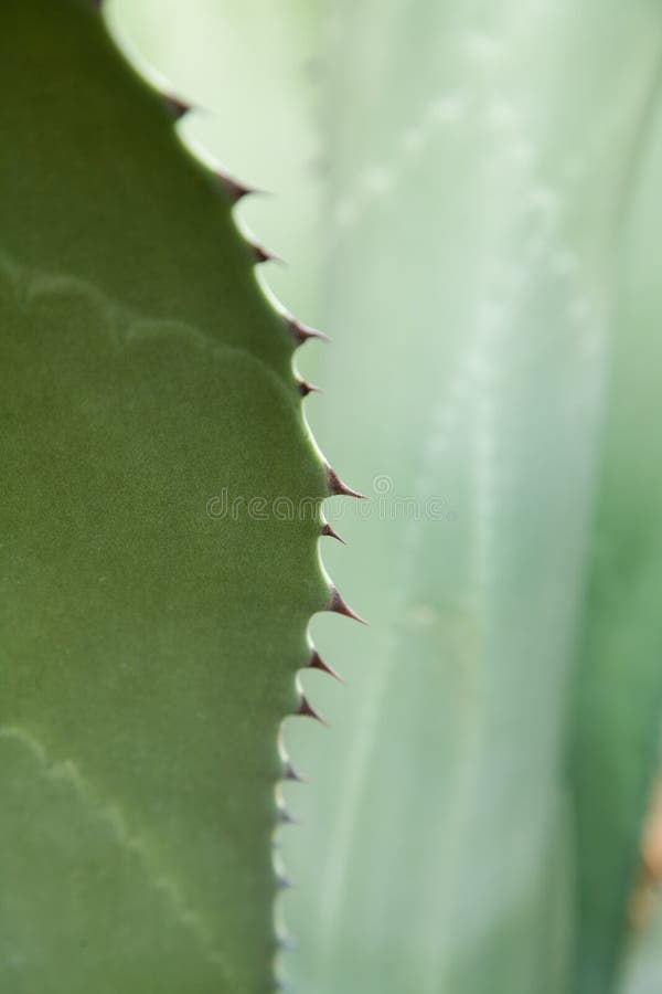 Agave leaves stock photo. Image of detail, pattern, plant - 5851760