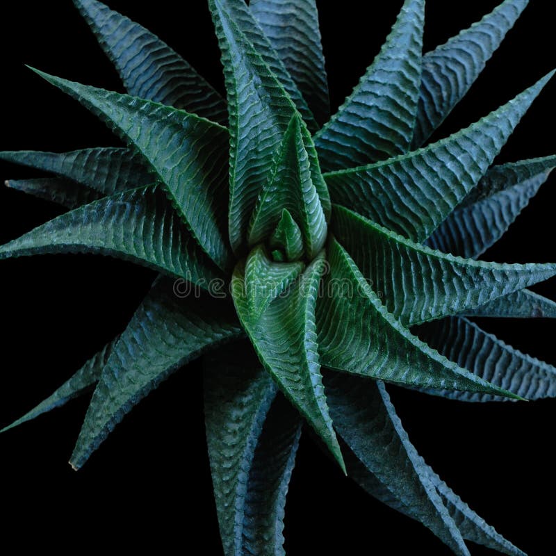 Agave leaves stock photo. Image of detail, pattern, plant - 5851760