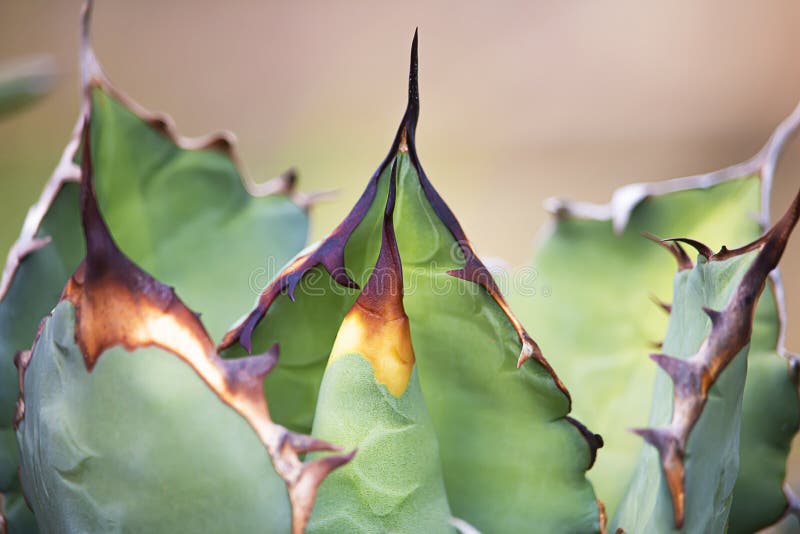 The Agave Leaves Have Sharp Spines Stock Image - Image of green ...