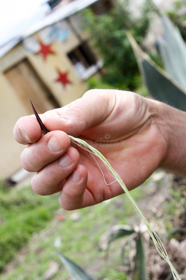 Agave needle and thread stock photo. Image of strands - 82028922
