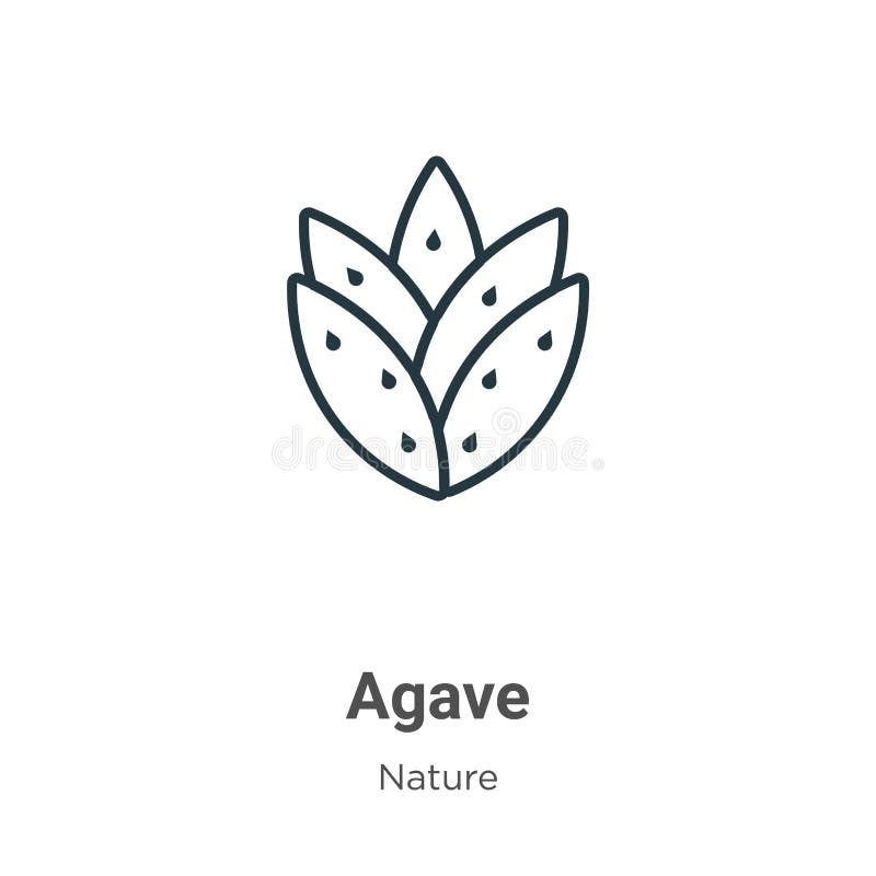 Agave Outline Vector Icon. Thin Line Black Agave Icon, Flat Vector ...