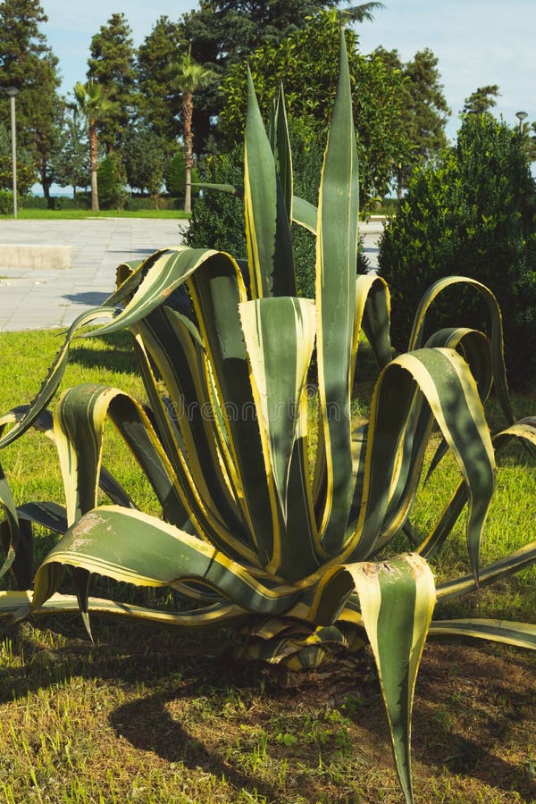 Agave grows in the park. stock photo. Image of horticulture - 258063106