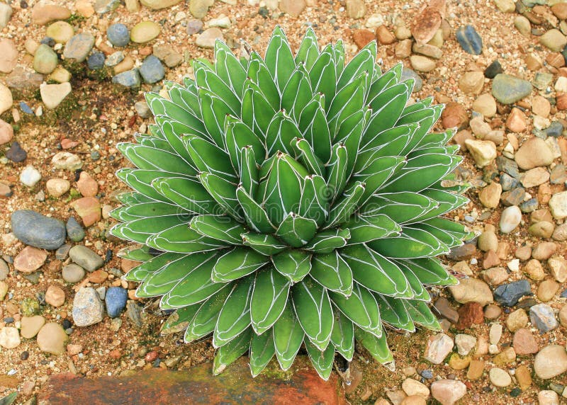 Agave Top View with Patterns and Texture with Green Color and Eye ...
