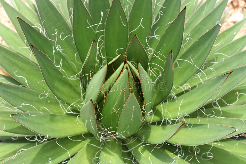 Agave Top View with Patterns and Texture with Green Color and Eye ...