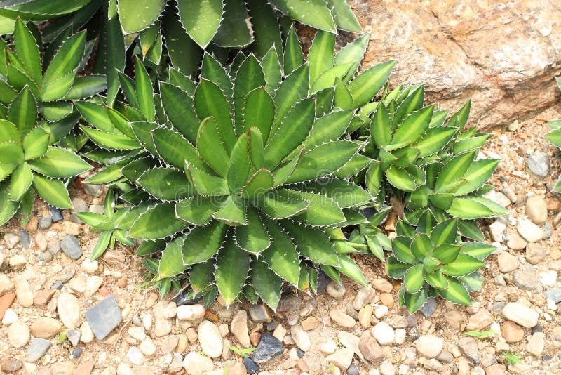 Agave Top View with Patterns and Texture with Green Color and Eye ...