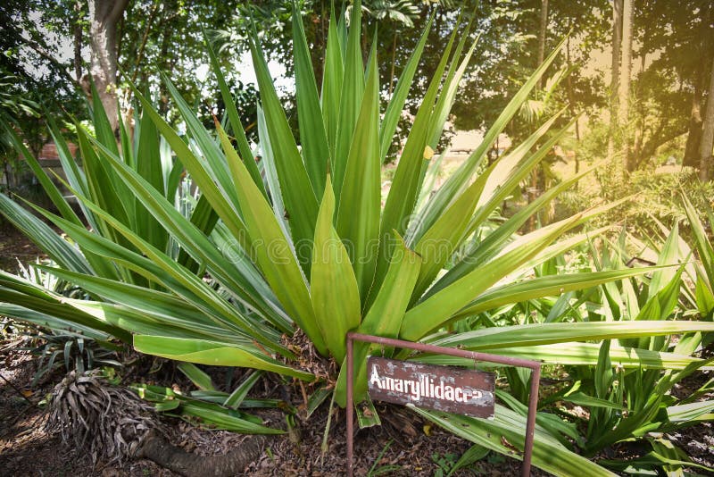 Agave Top View with Patterns and Texture with Green Color and Eye ...
