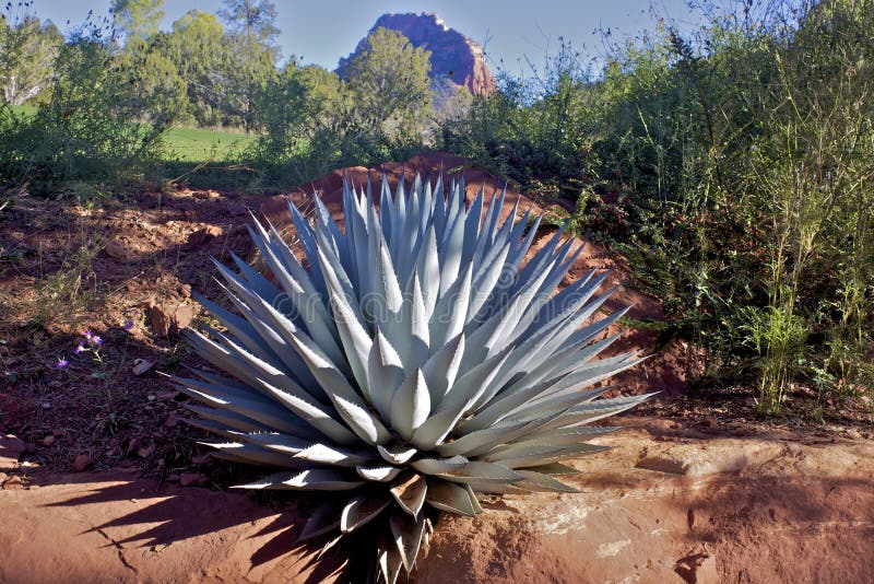 Agave stalk stock image. Image of agave, shoot, desert - 19558767