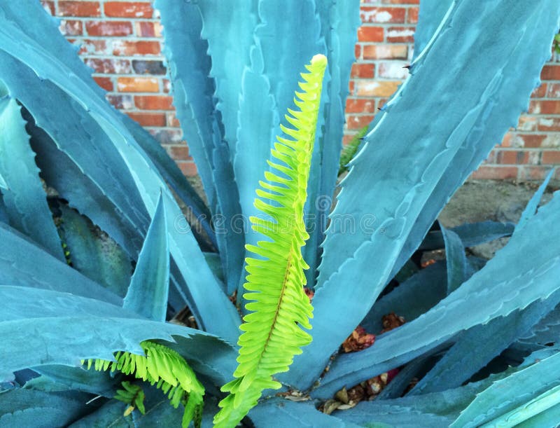 Agave plant stock photo. Image of wall, brick, agave - 53441532