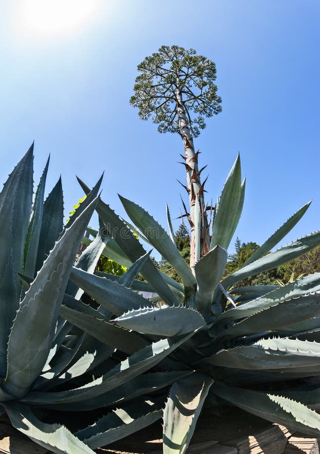 Flowers of an Agave plant stock photo. Image of agave - 142900250