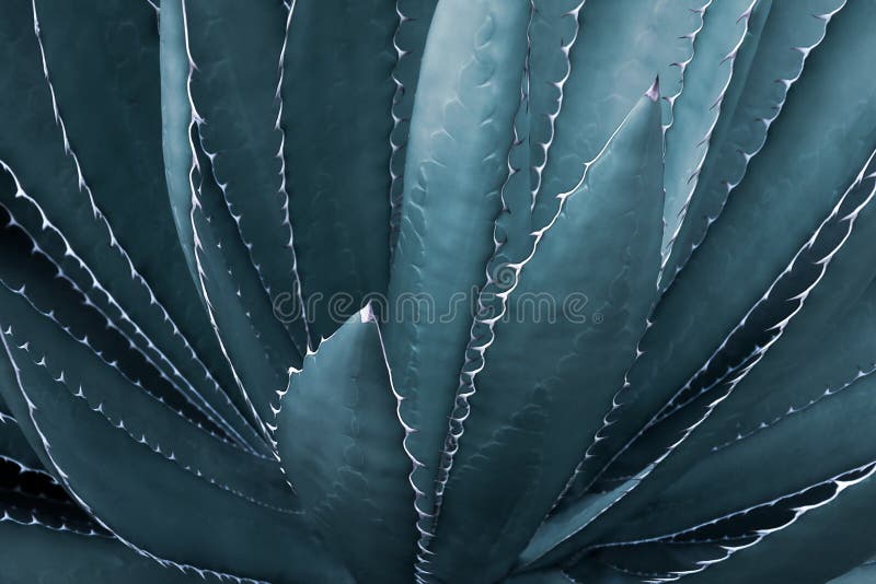 Thorncrest Century Agave Plant in Dark Blue Green Tone Color Natural ...