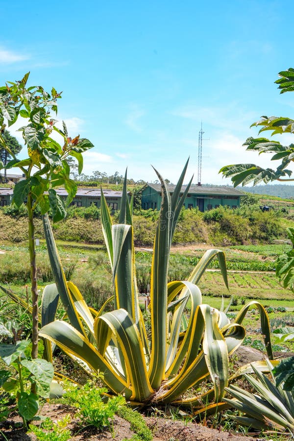 Agave Plant in a Clear Sky. Yellow Agave in the Ground Stock Photo ...