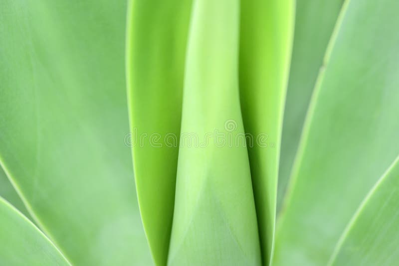 Agave leaves stock photo. Image of detail, pattern, plant - 5851760