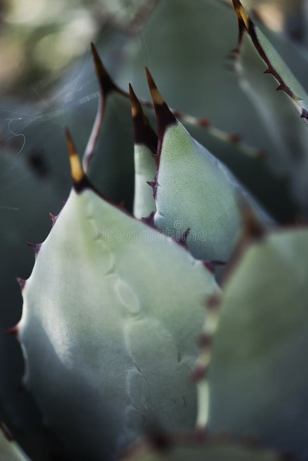 Agave Plant Close Up stock image. Image of colourful - 99905925