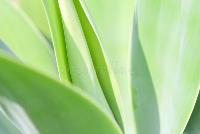 Agave plant close up stock photo. Image of gardening - 102154038