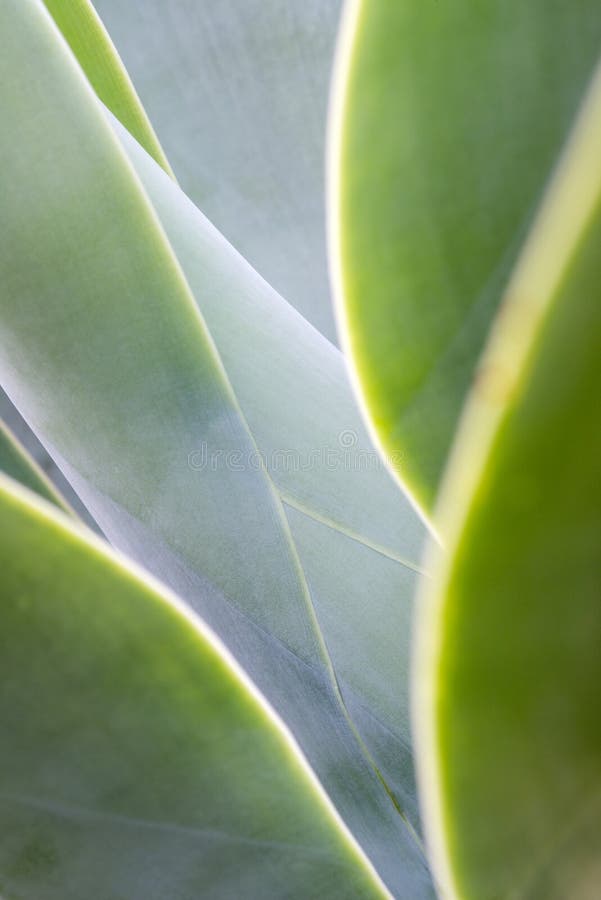 Agave plant close up stock photo. Image of botanical - 102156888
