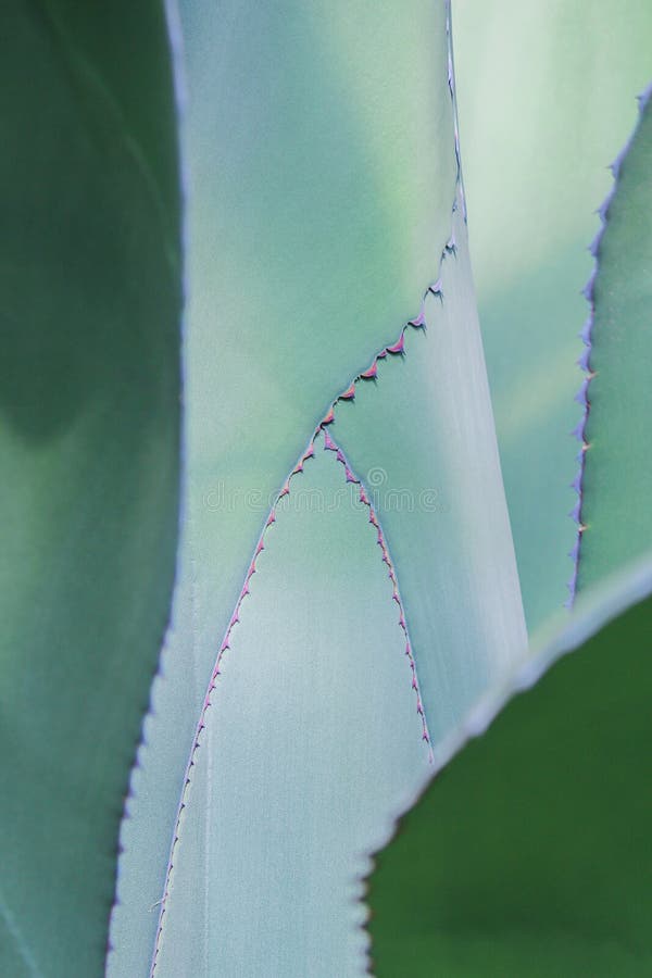 The Agave Plant Close Up. Texture of Dense Green Leaves. Stock Photo ...