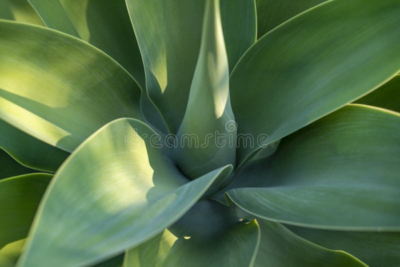 Agave plant closeup stock image. Image of sunny, vegetation - 264896425