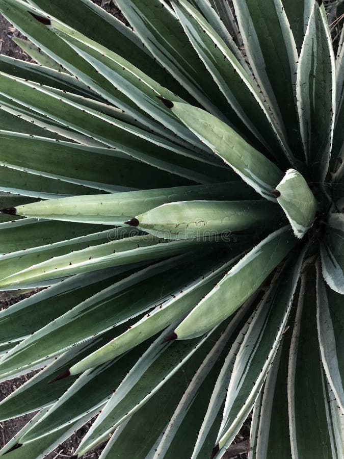 Agave Plant - Color Portrait Format Stock Image - Image of color, green ...