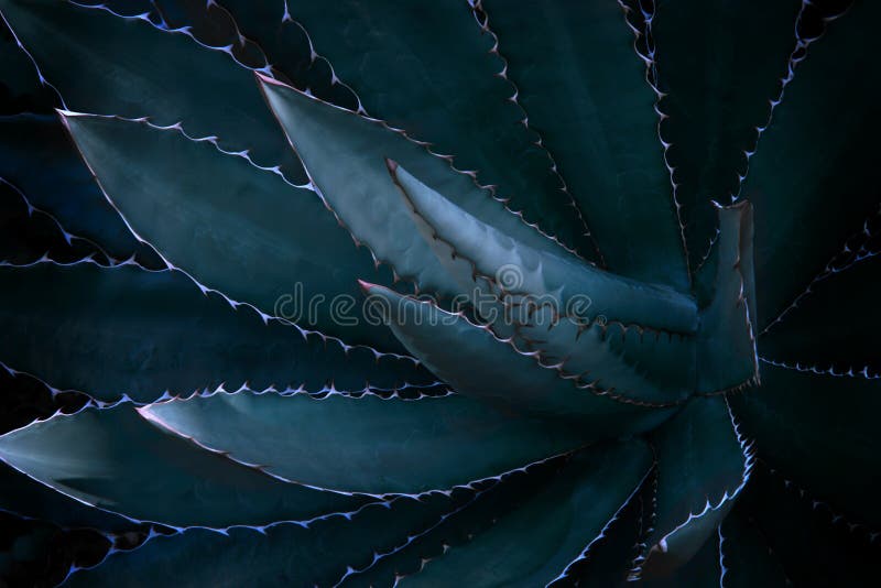 Agave Plant in Dark Blue Tone Color Natural Pattern Background Stock ...