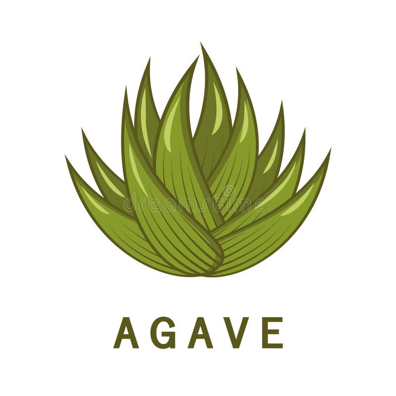 Agave Plant Design Logo Icon Flat Isolated Vector Illustration Stock ...