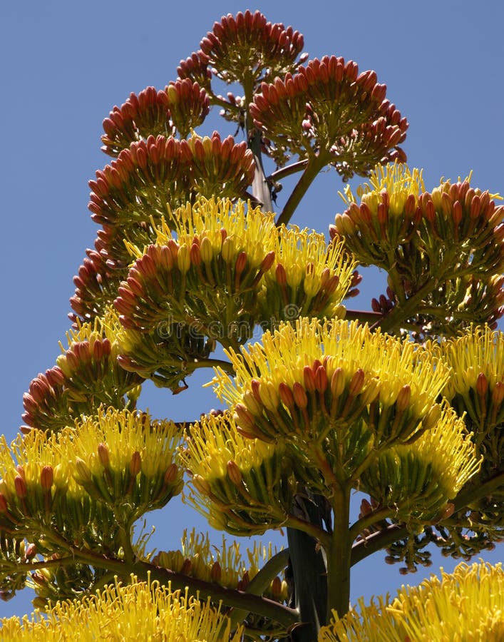 Agave plant flowers stock image. Image of agave, yellow - 9608859