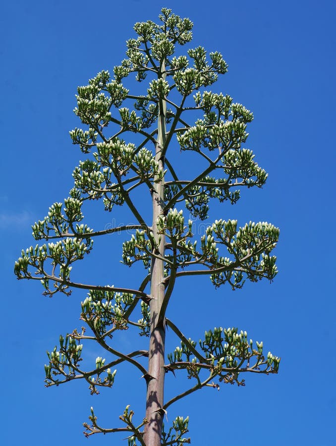 Agave in a full bloom stock photo. Image of cactus, botanical - 259810896