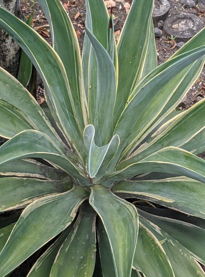 Agave Plant in the Garden stock photo. Image of grass - 360132040
