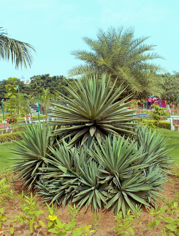 Agave stock photo. Image of texture, background, botanical - 61595152