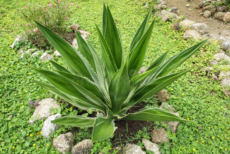 Agave stock photo. Image of latin, desert, garden, design - 77123432