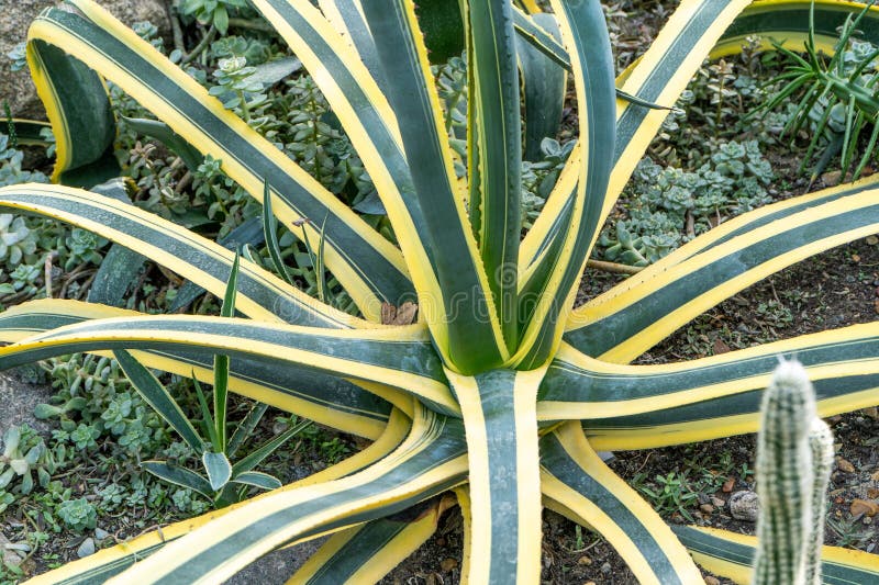 Agave plant green flower. stock image. Image of desert - 366585377