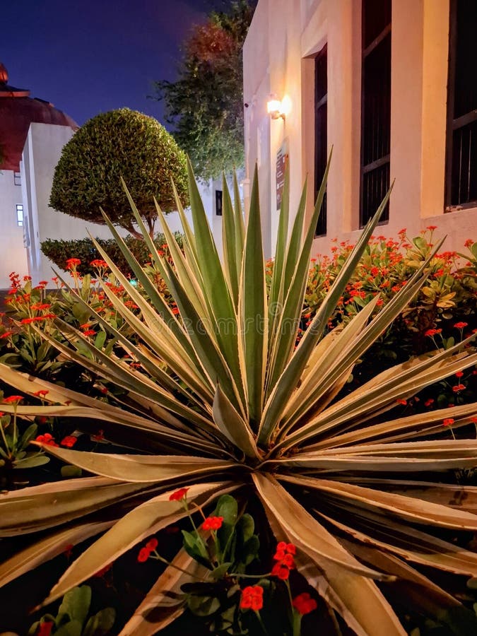 Agave Plant Illuminated at Night in a Garden Stock Image - Image of ...