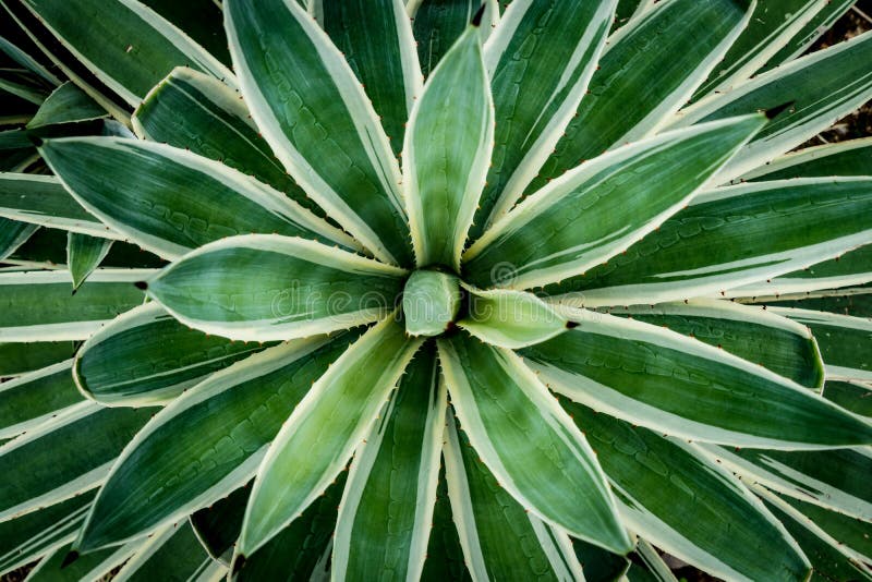 Agave plant image stock photo. Image of mexico, plant - 94028144