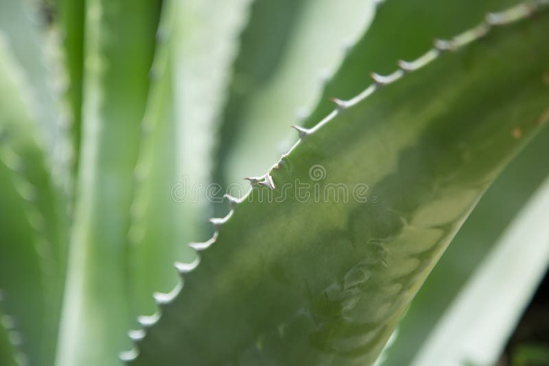 Agave Plant Leaf Closeup stock image. Image of city, cactus - 56124919